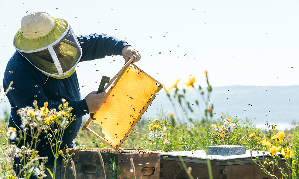 Half a million honeybees make their home at closed landfill