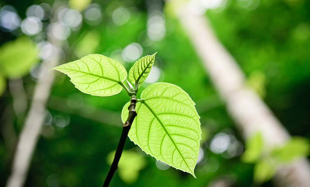 Global health professionals urge green COVID-19 recovery