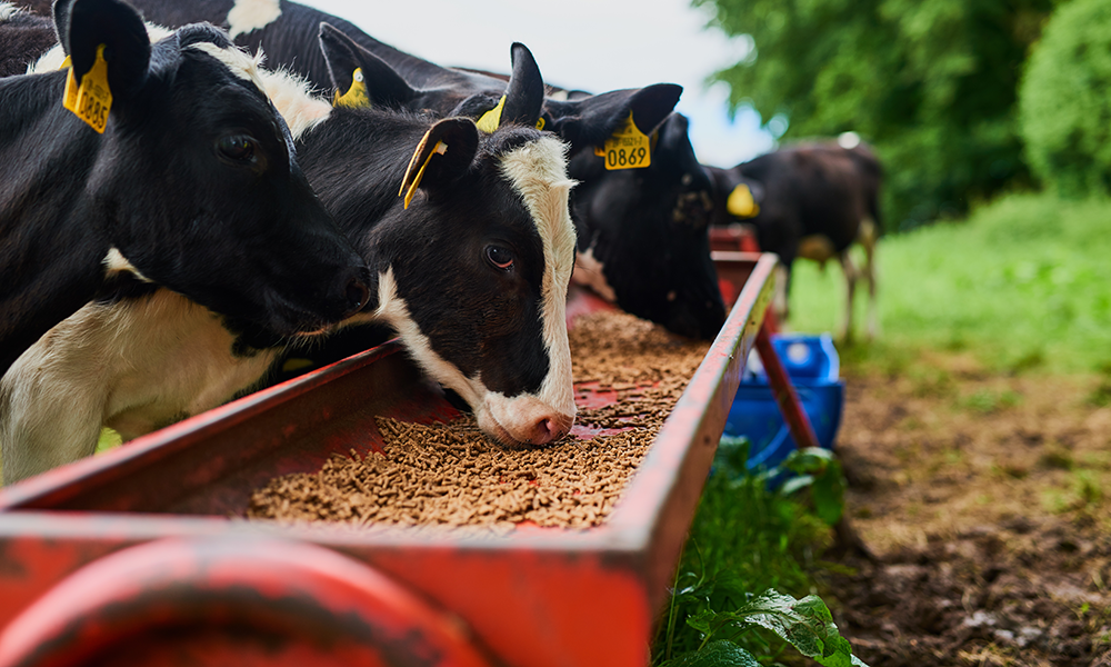 Canada looks to reduce food waste through ‘sustainable insect production’