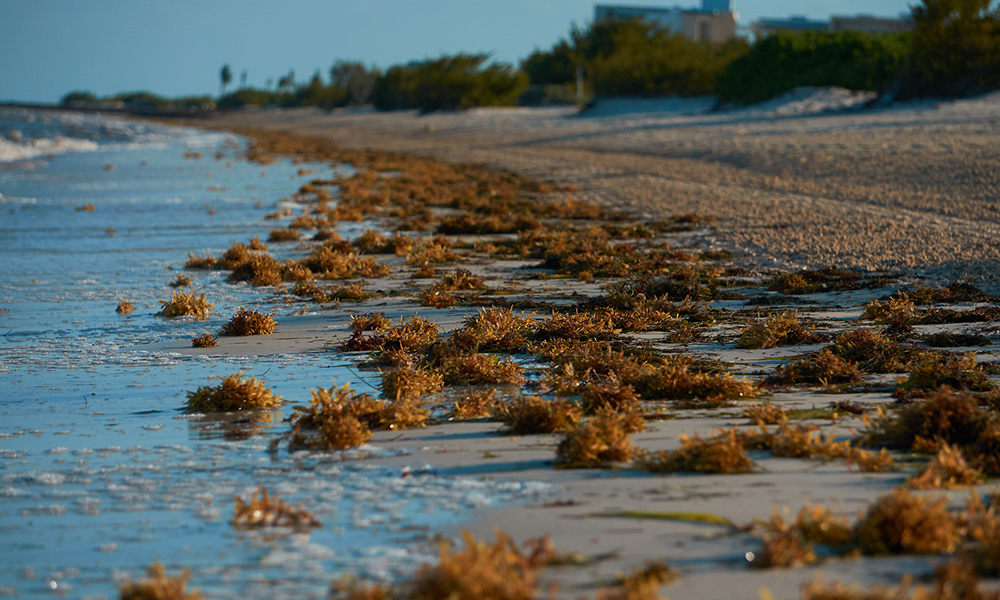 DS Smith exploring plans for seaweed paper and packaging