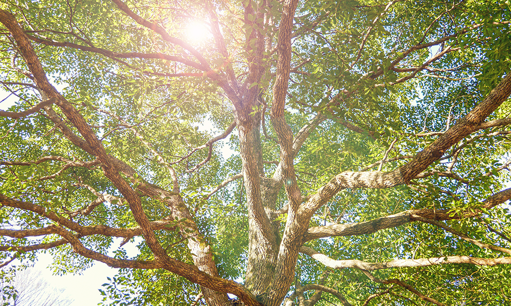 CIWM's Net Zero Ambition