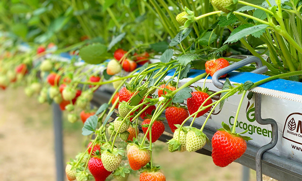 A circular economy mindset for sustainable agriculture: Cocogreen